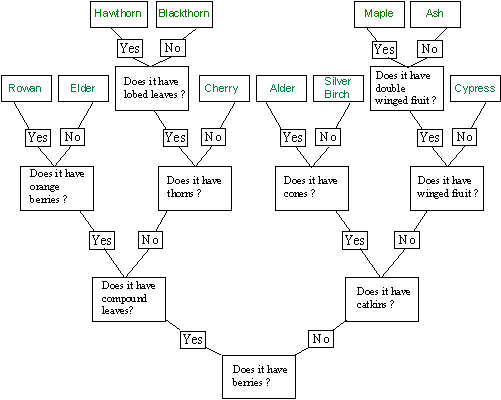 Tree identification using a branching database
