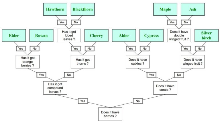Branching Database to Identify Trees - Stretton Handley Church of ...